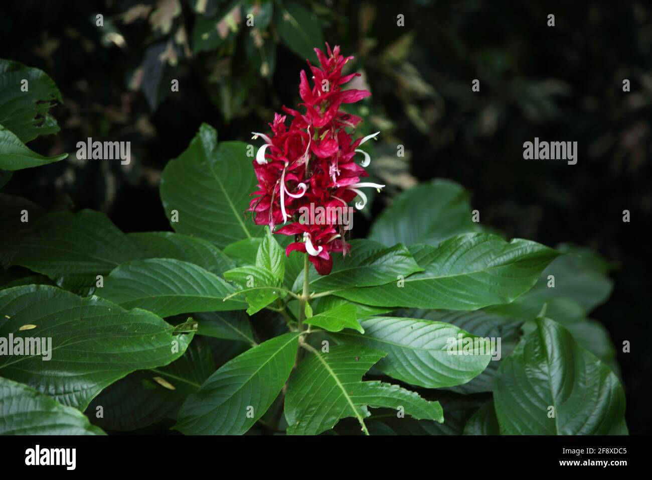 Willis Grenada Annandale Falls Close up of Tropical flower Stock Photo ...
