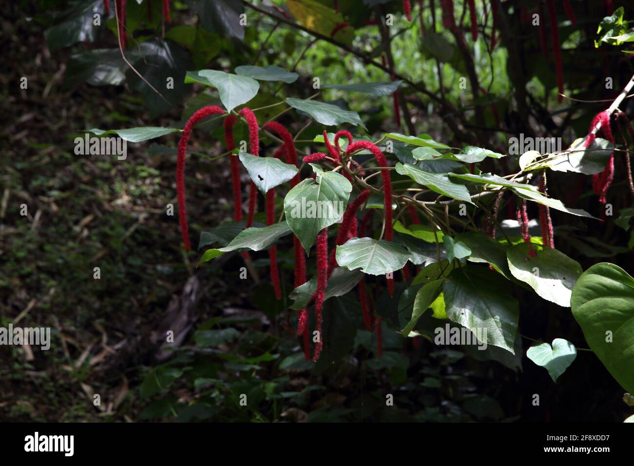 Pendulous flowers hi-res stock photography and images - Alamy