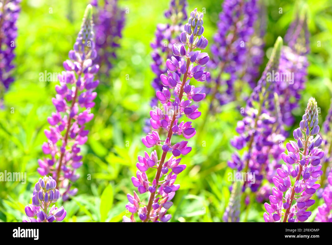 Lupinus, lupin, lupine field with pink purple and blue flowers. Bunch ...