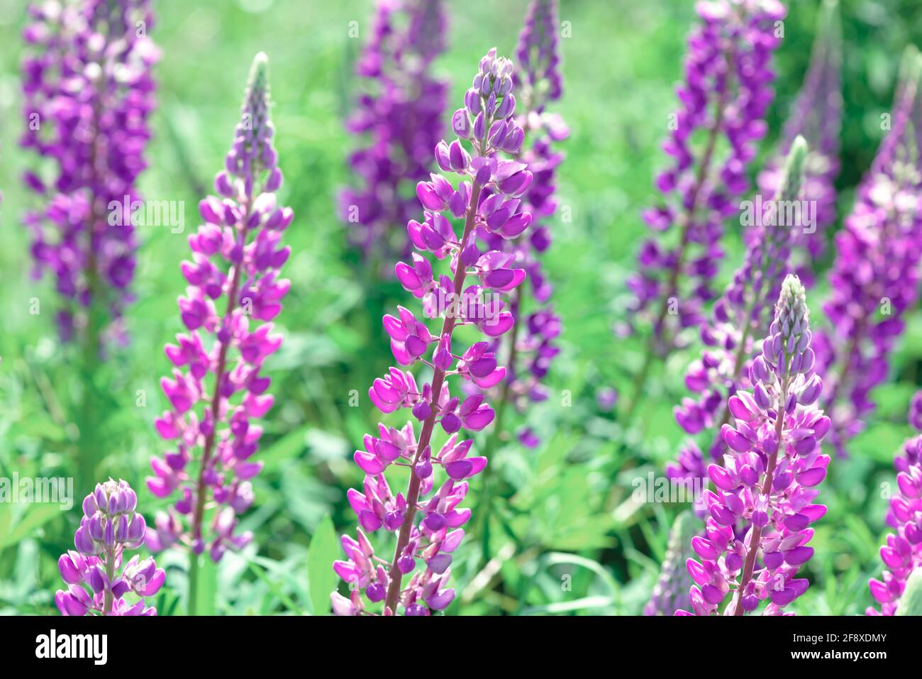 Lupinus, lupin, lupine field with pink purple and blue flowers. Bunch ...