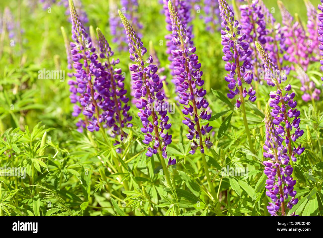 Lupinus, lupin, lupine field with pink purple and blue flowers. Bunch ...