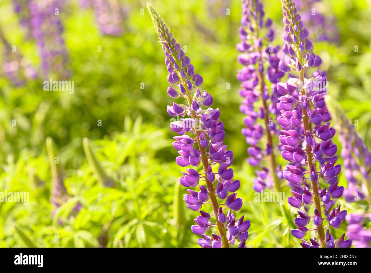 Lupinus, lupin, lupine field with pink purple and blue flowers. Bunch ...