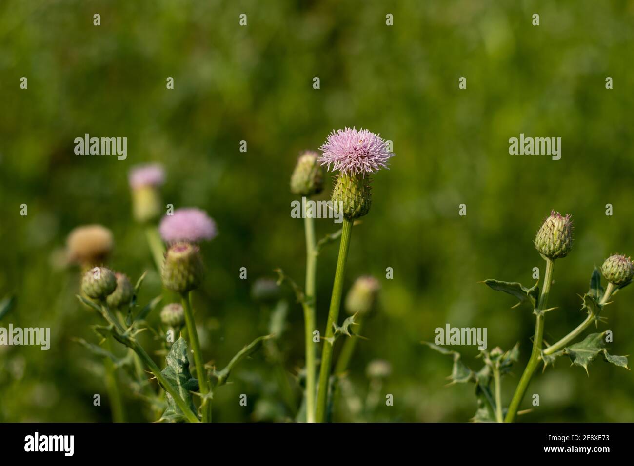 Bull thistle or Cirsium vulgare is a plant that is related to the ...