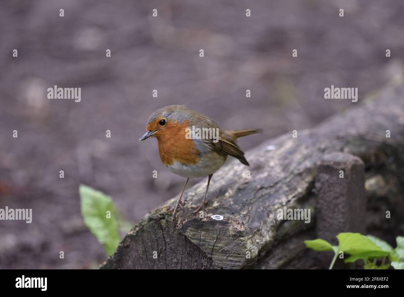 A robin on a log hi-res stock photography and images - Alamy