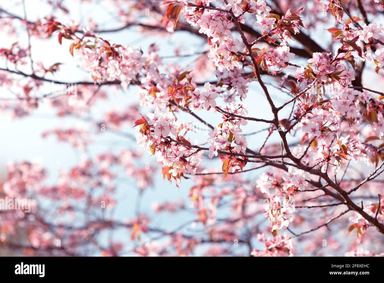 Sakura. Cherry tree blossom in springtime. Beautiful pink flowers ...
