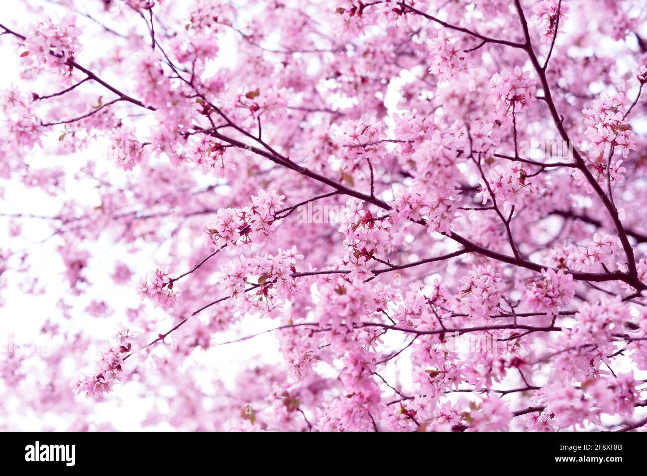 Sakura. Cherry tree blossom in springtime. Beautiful pink flowers ...