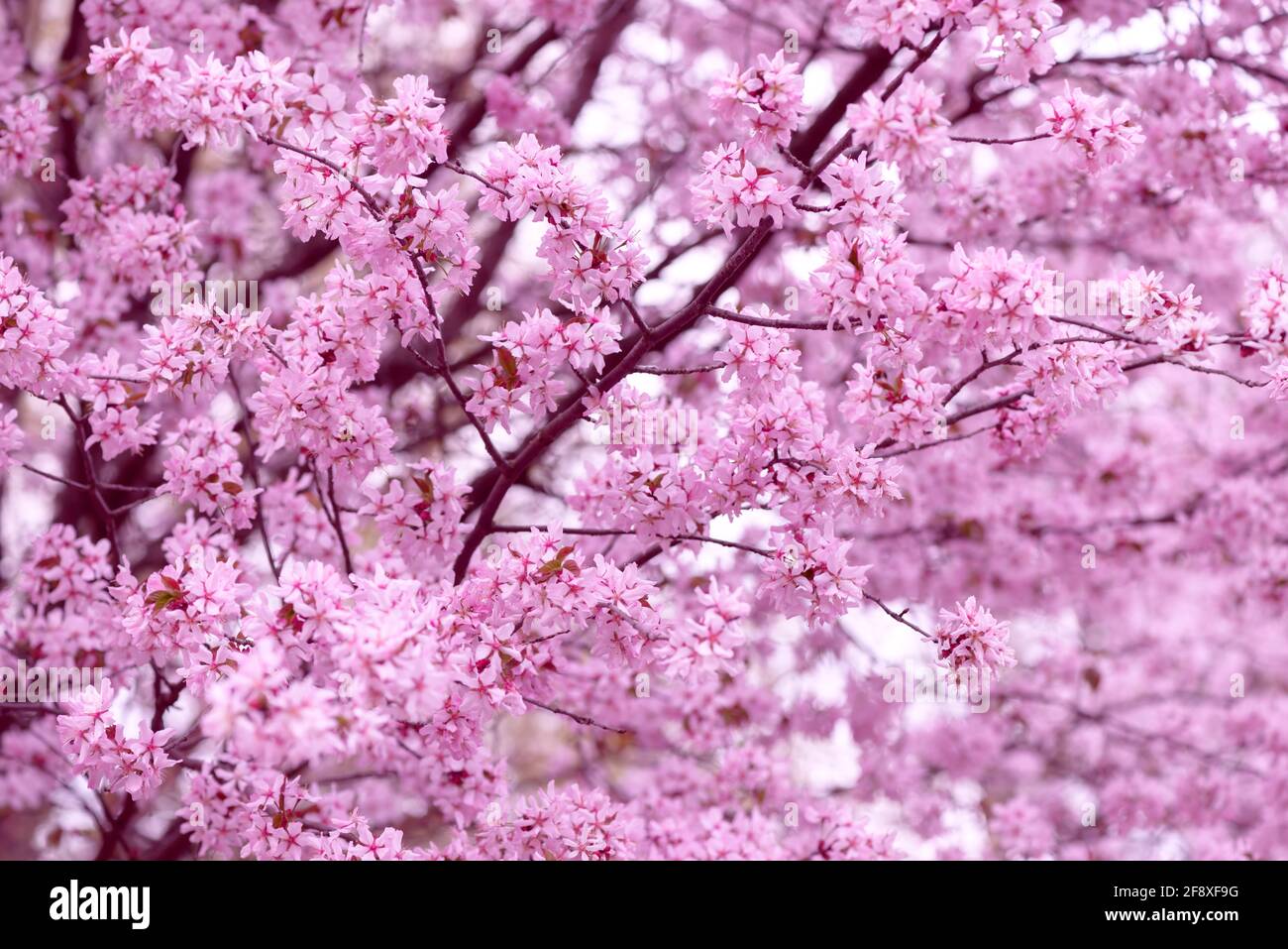 Sakura. Cherry tree blossom in springtime. Beautiful pink flowers ...