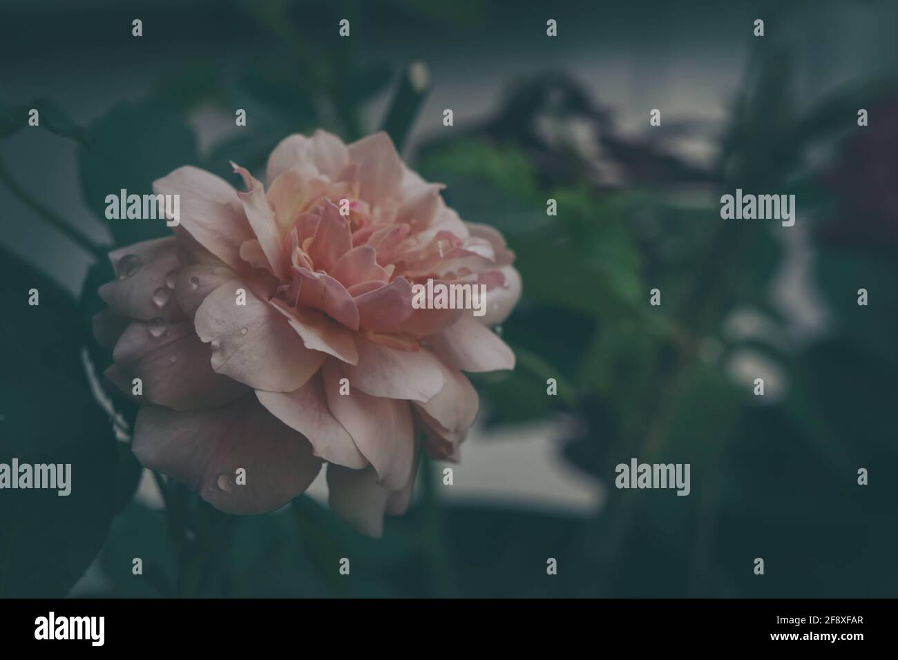 Antique roses garden hi-res stock photography and images - Alamy