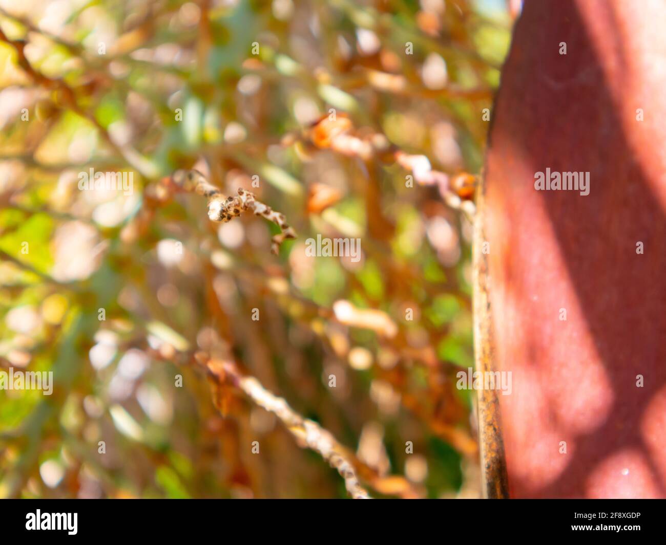 Stellenbosch University Botanical Garden, Cape Town, South Africa 08-04 ...