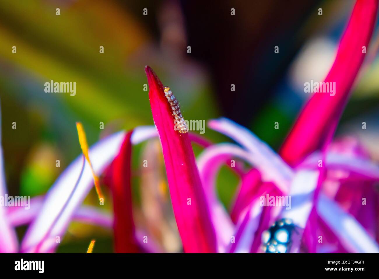 South african insects hi-res stock photography and images - Alamy