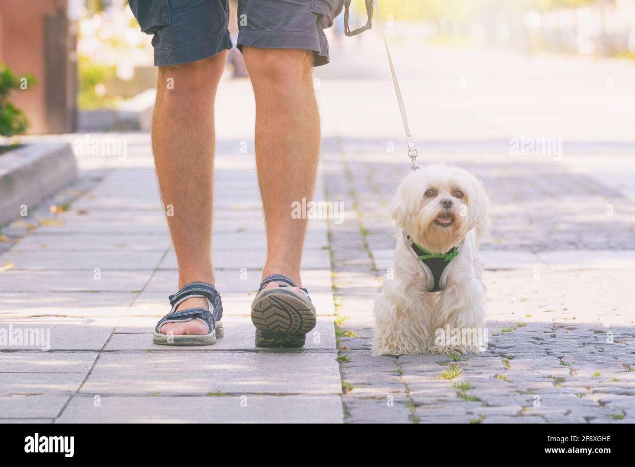 Maltese man hi-res stock photography and images - Alamy