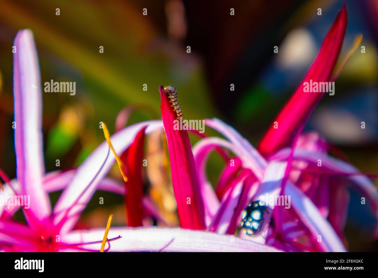 Stellenbosch University Botanical Garden, Cape Town, South Africa 08-04 ...