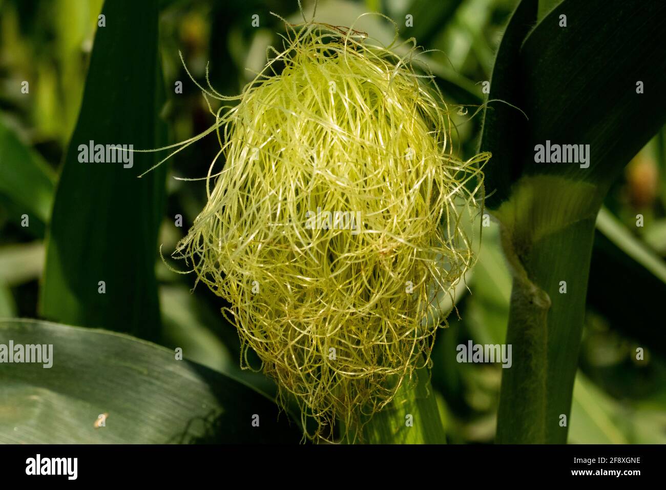Corn or maize flower yellow and green petals or fibrous colored petals ...
