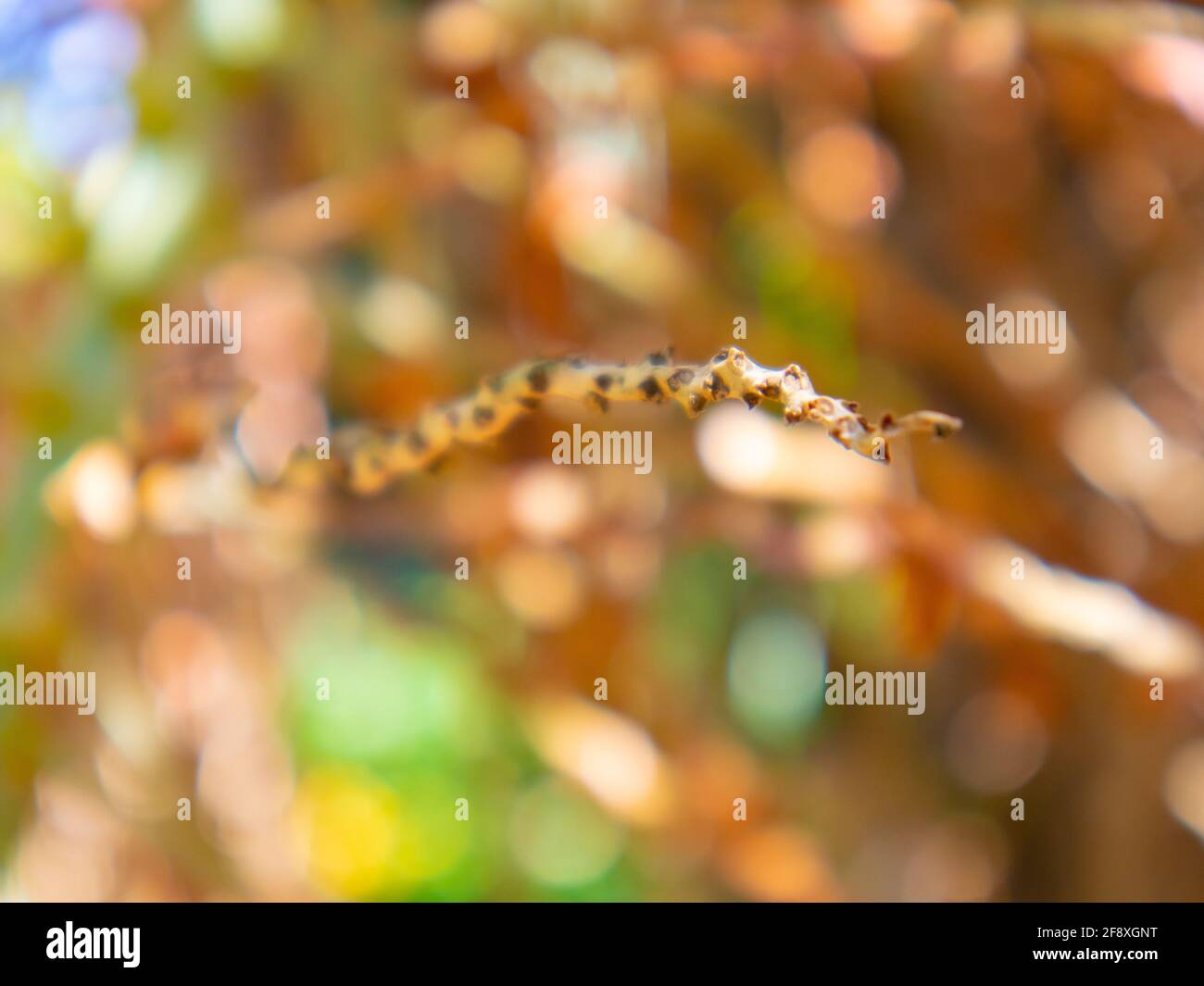 Stellenbosch University Botanical Garden, Cape Town, South Africa 08-04 ...