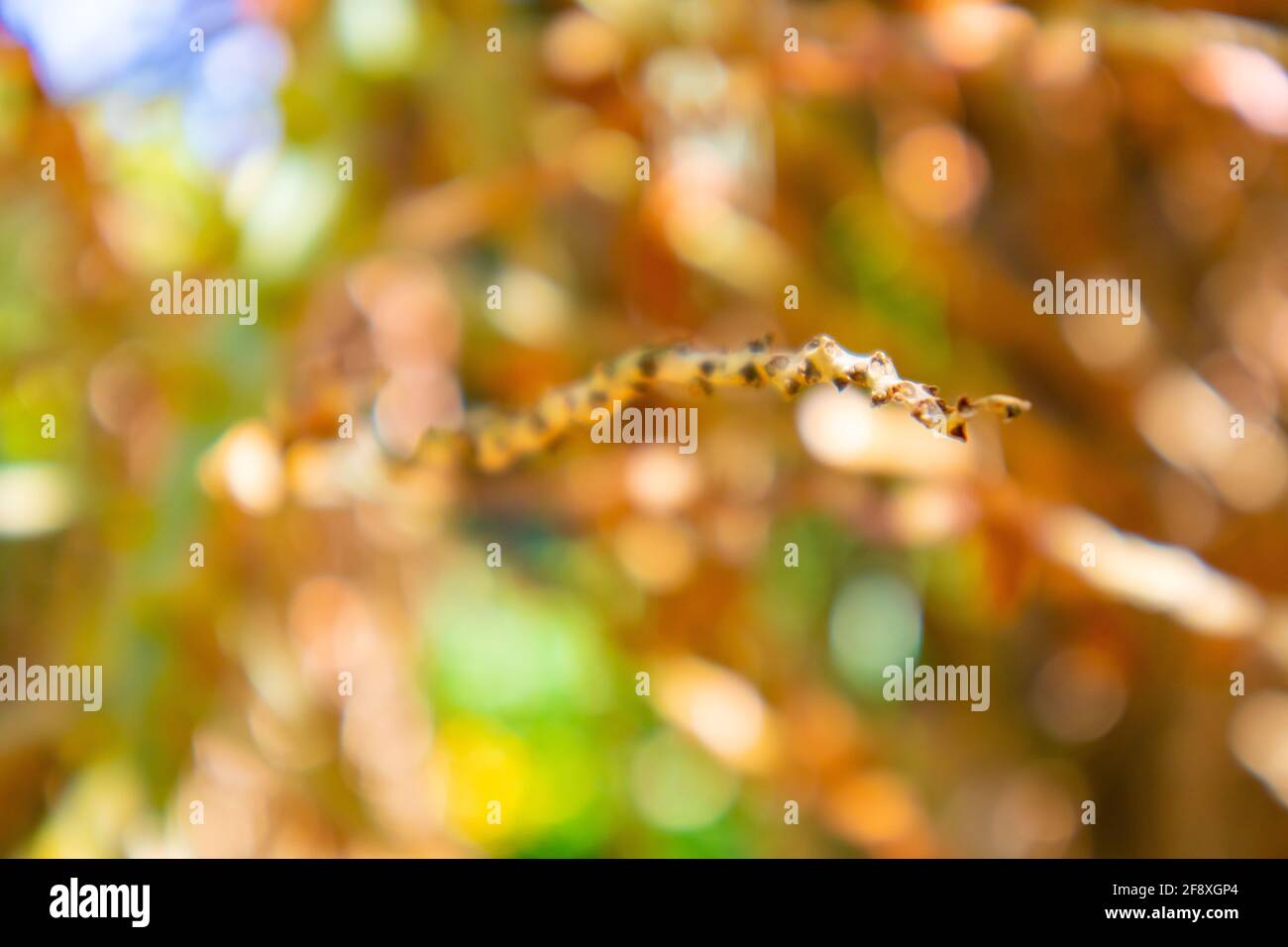 Stellenbosch University Botanical Garden, Cape Town, South Africa 08-04 ...