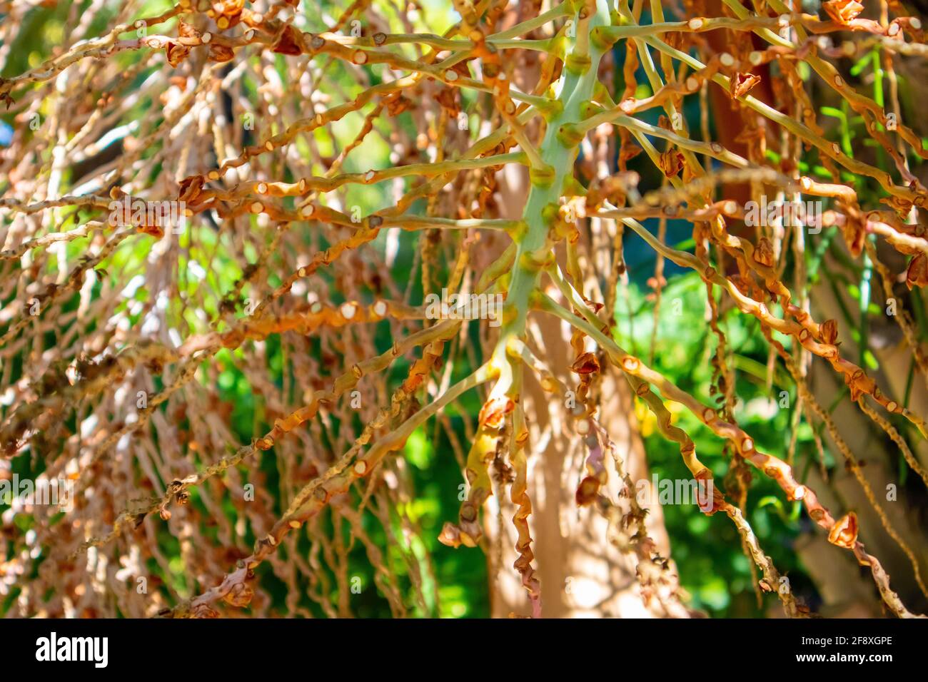 Stellenbosch University Botanical Garden, Cape Town, South Africa 08-04 ...