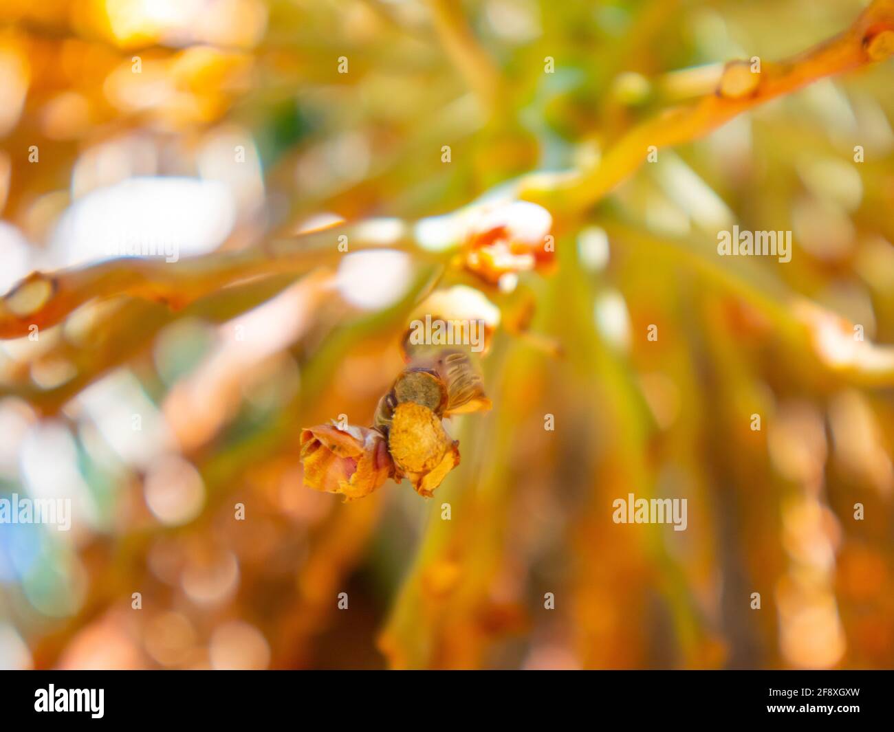 Thick woman face mask hi-res stock photography and images - Alamy