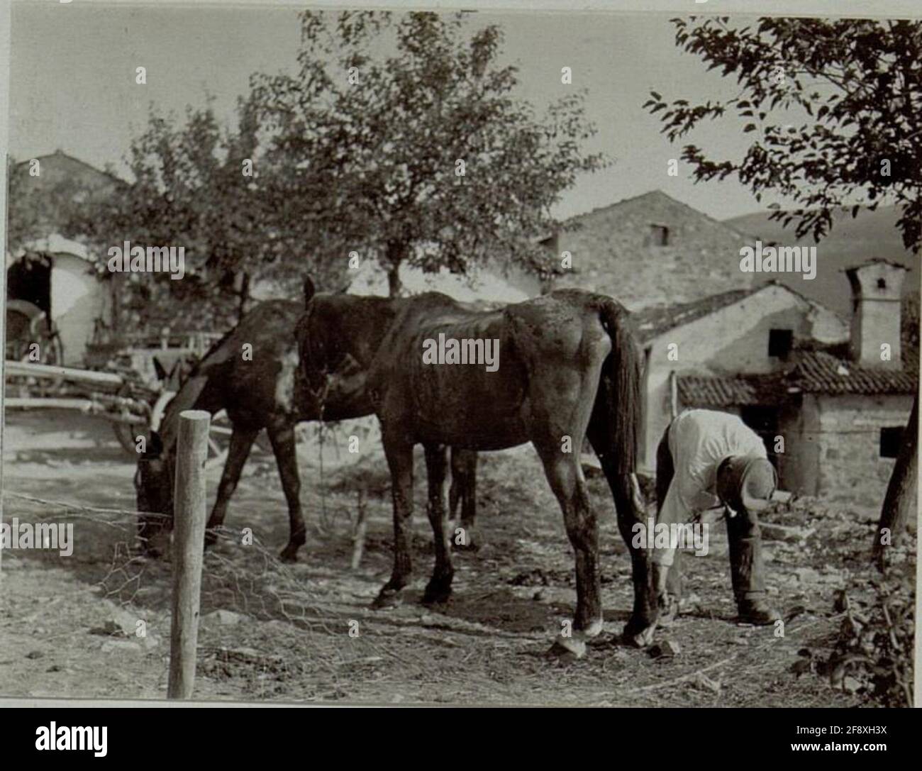 Sick horses hi-res stock photography and images - Alamy