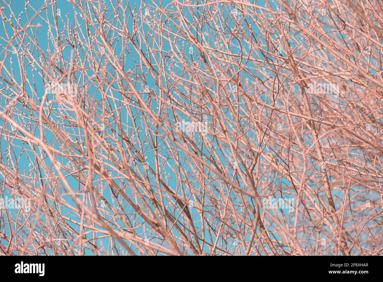 Beautiful pussy willow buds, flowers and branches. Seasonal forest ...