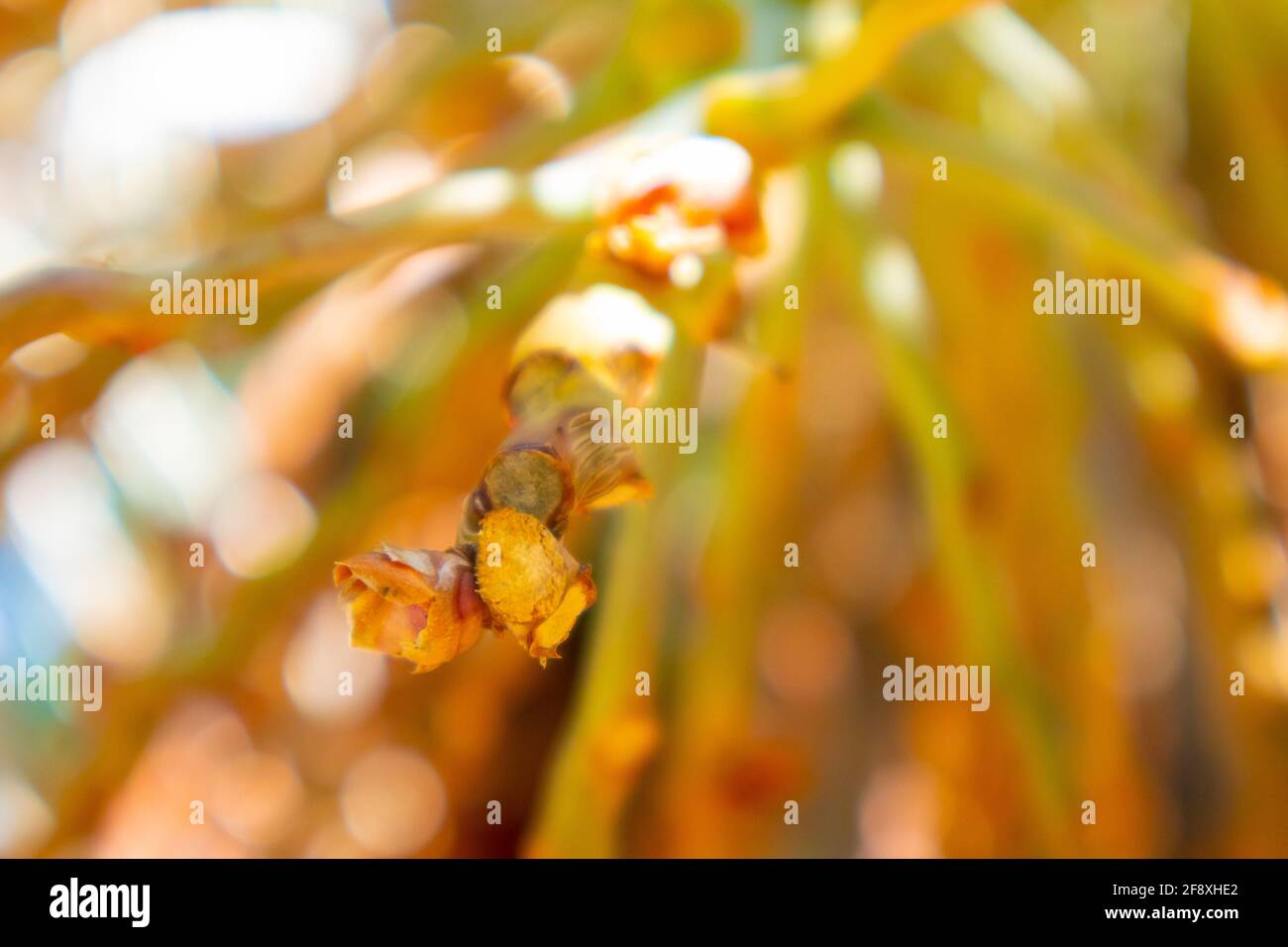Stellenbosch University Botanical Garden, Cape Town, South Africa 08-04 ...