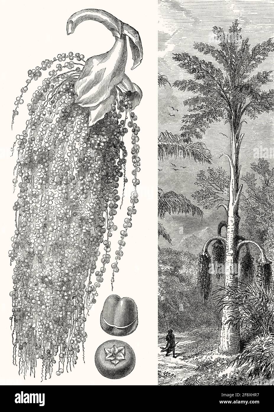 Jaggery palm, Caryota urens, flowering plant in the palm family Stock ...