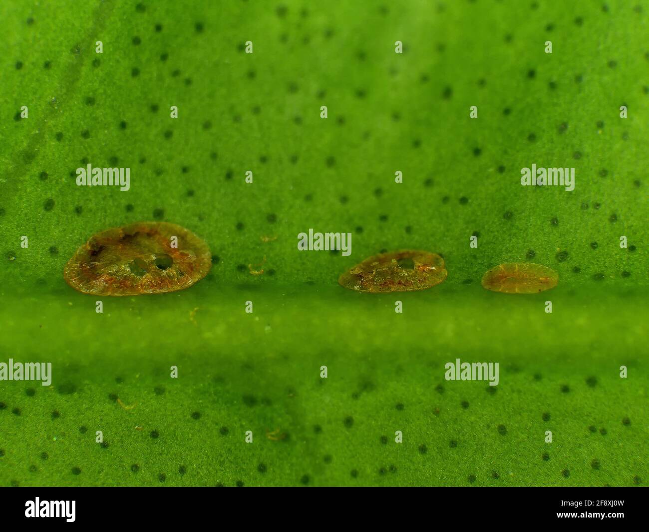Scale Insects On A Green Leaf Stock Photo - Alamy