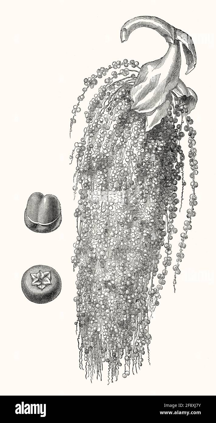 Jaggery palm, Caryota urens, flowering plant in the palm family Stock ...