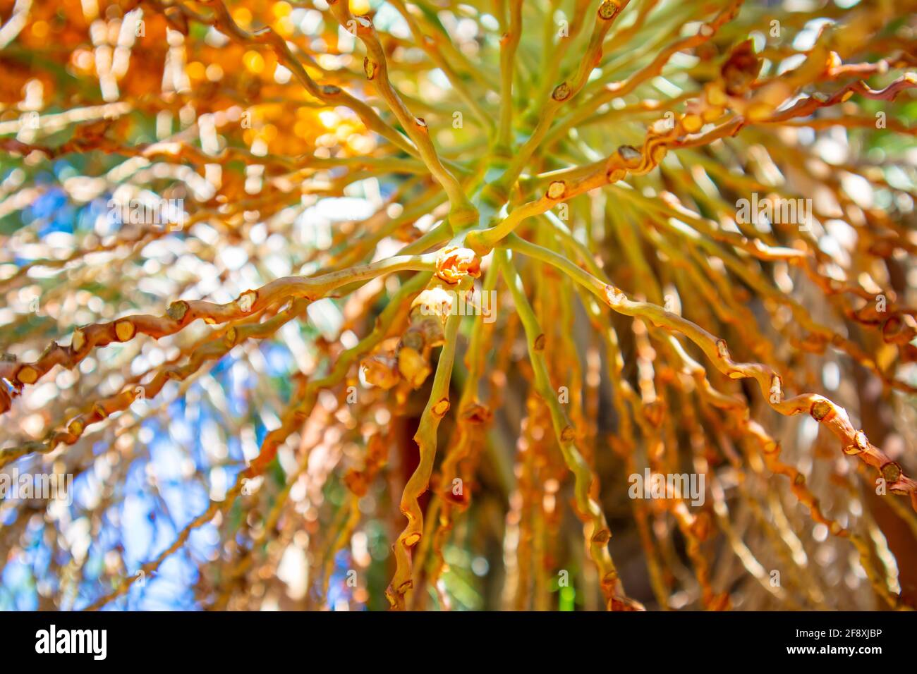 Stellenbosch University Botanical Garden, Cape Town, South Africa 08-04 ...