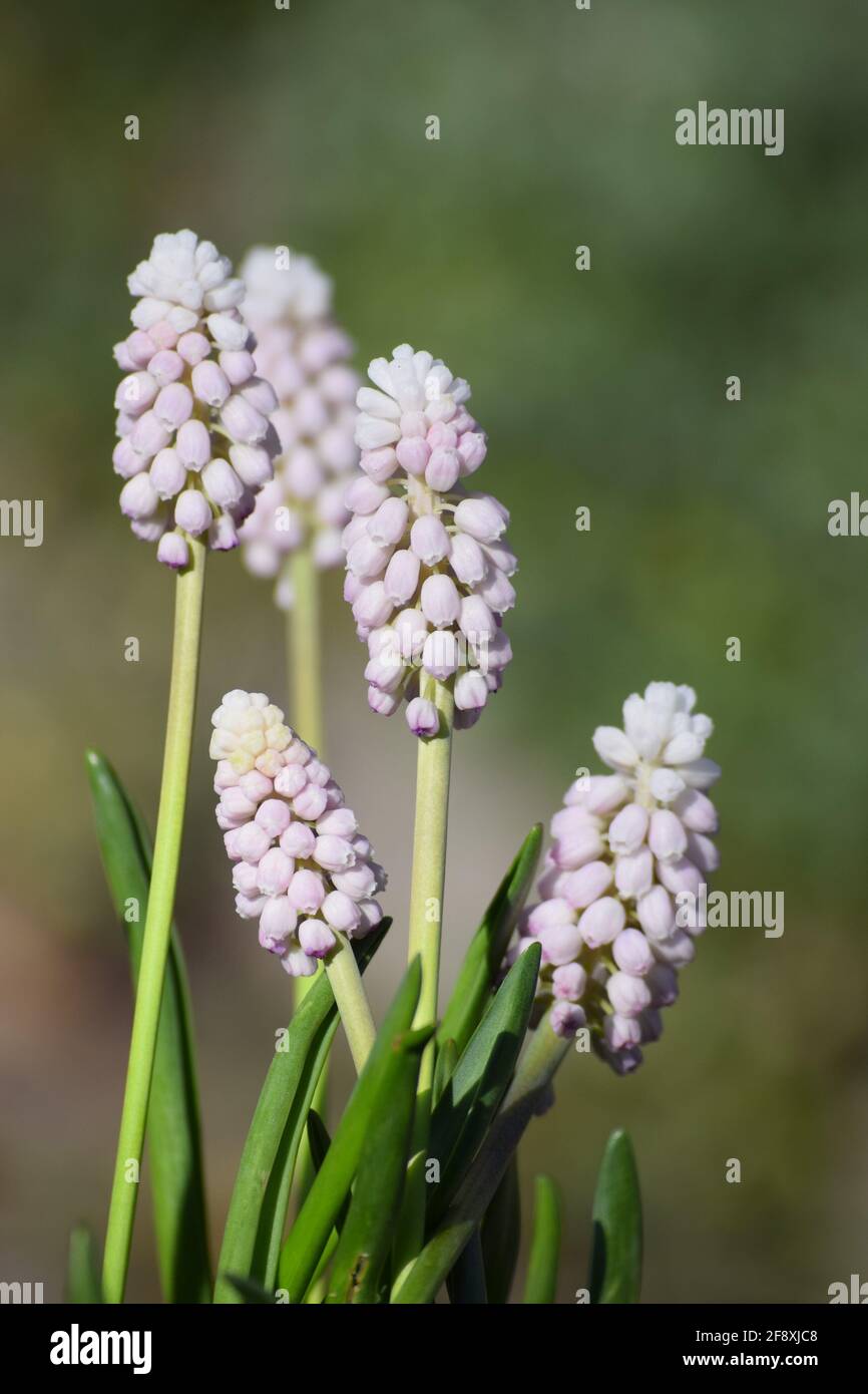 Muscari botryoides var alba hi-res stock photography and images - Alamy