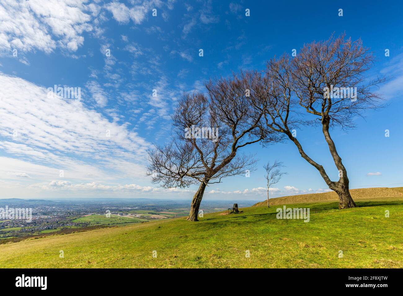 Windswept trees next to the Iron Age Fort on Cleeve Hill with ...