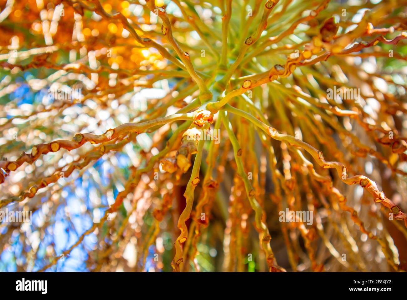 Bumpy face hi-res stock photography and images - Alamy