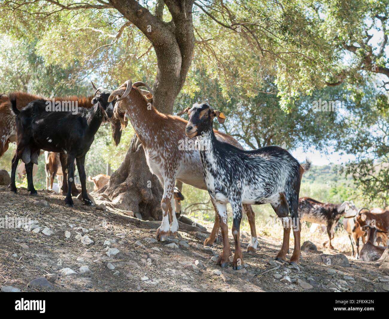 Herd Of Goats In The Shade Under Trees In An Andalusian Landscape Stock ...
