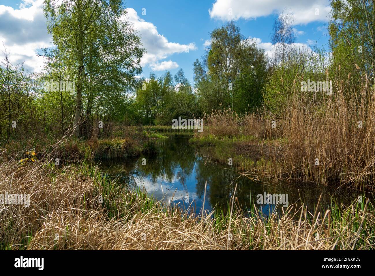 London Wetland Centre lagoon nature reserve. Trees and grasses surround ...