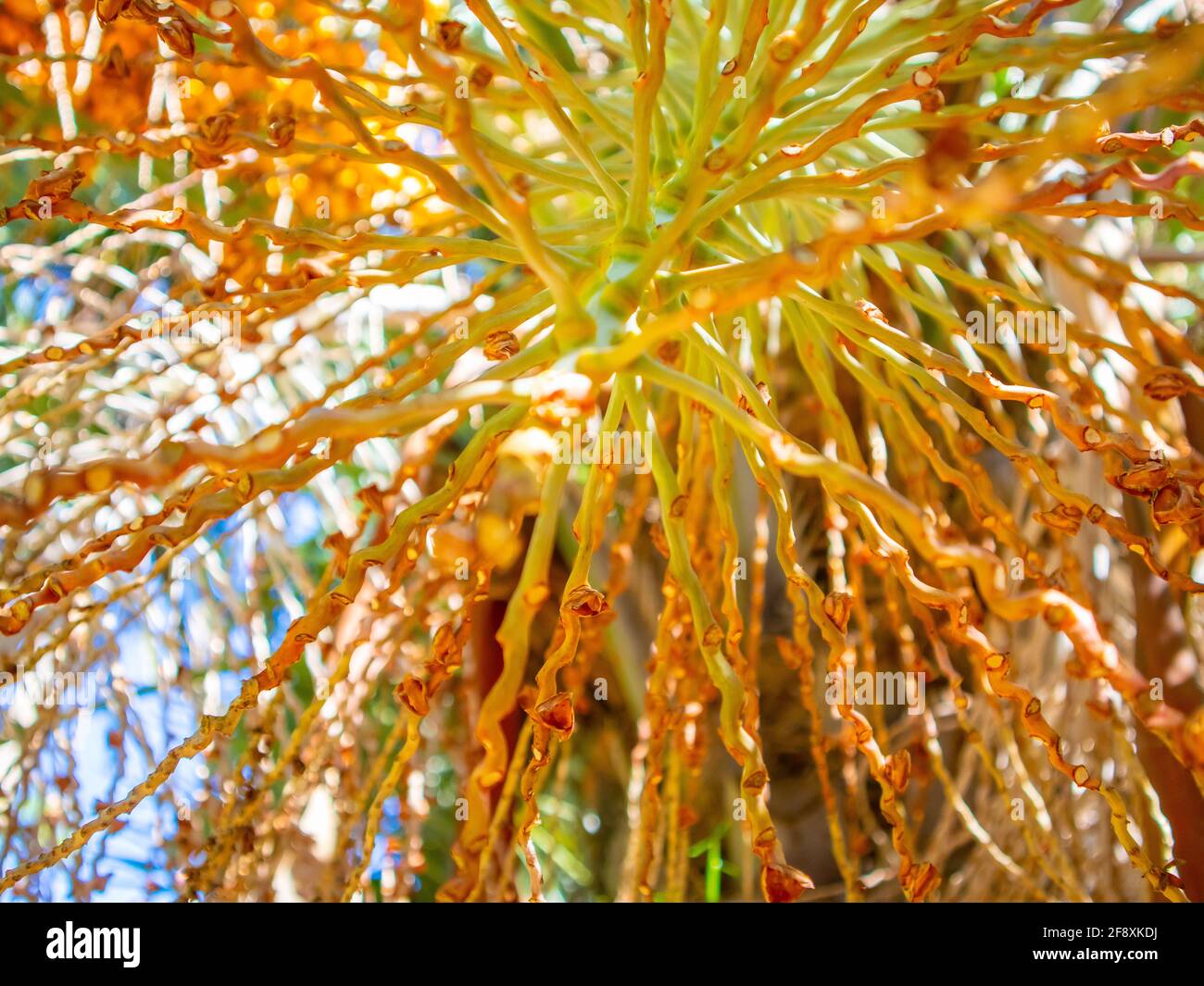 Stellenbosch University Botanical Garden, Cape Town, South Africa 08-04 ...