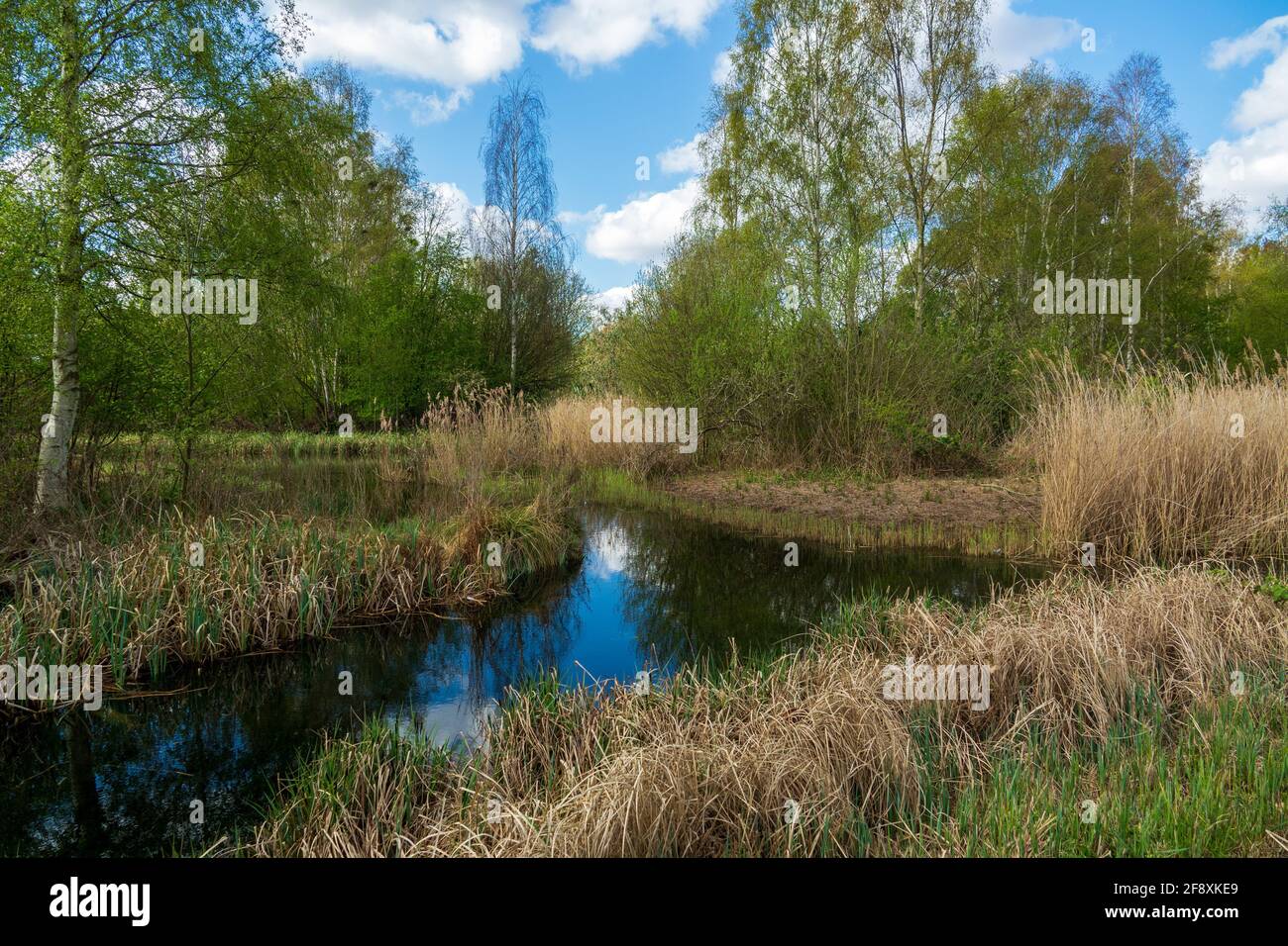 London Wetland Centre lagoon nature reserve. Trees and grasses surround ...