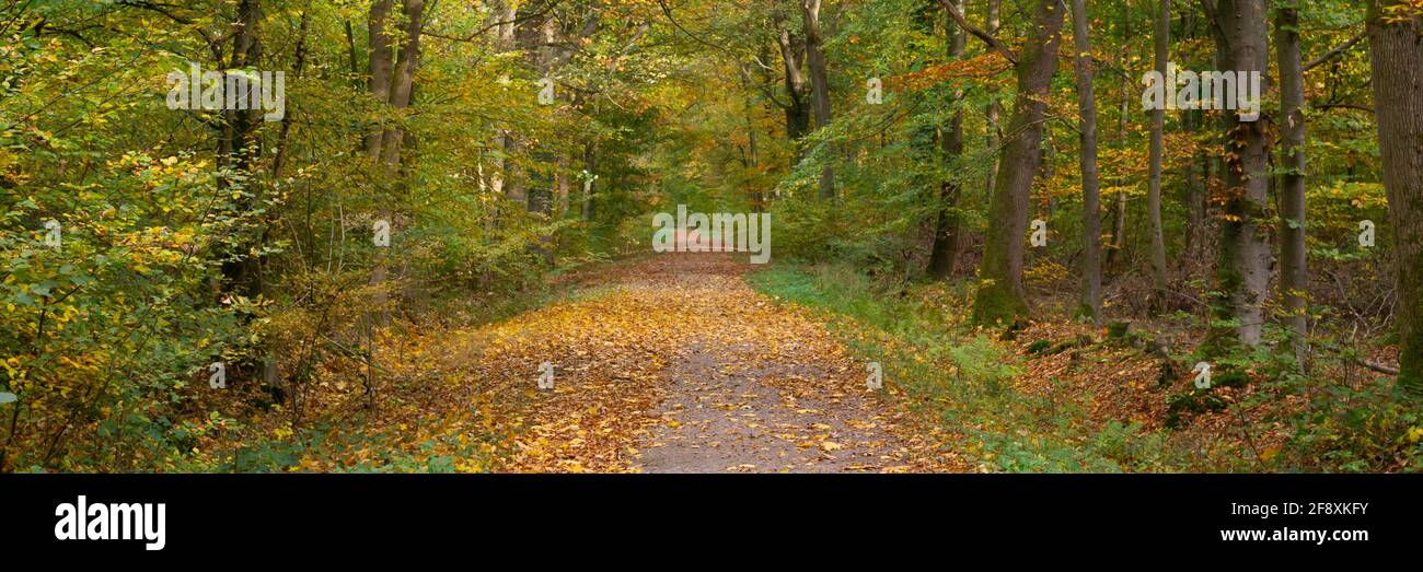 Path Through The Autumn Forest, North Rhine-Westphalia, Germany, Europe ...