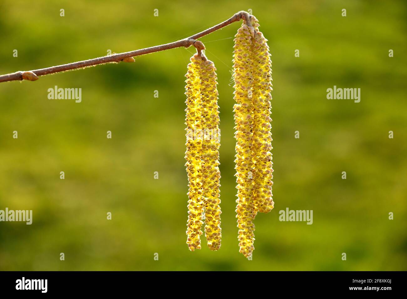 Hazelnut Blossom In Germany In Wintertime Stock Photo - Alamy