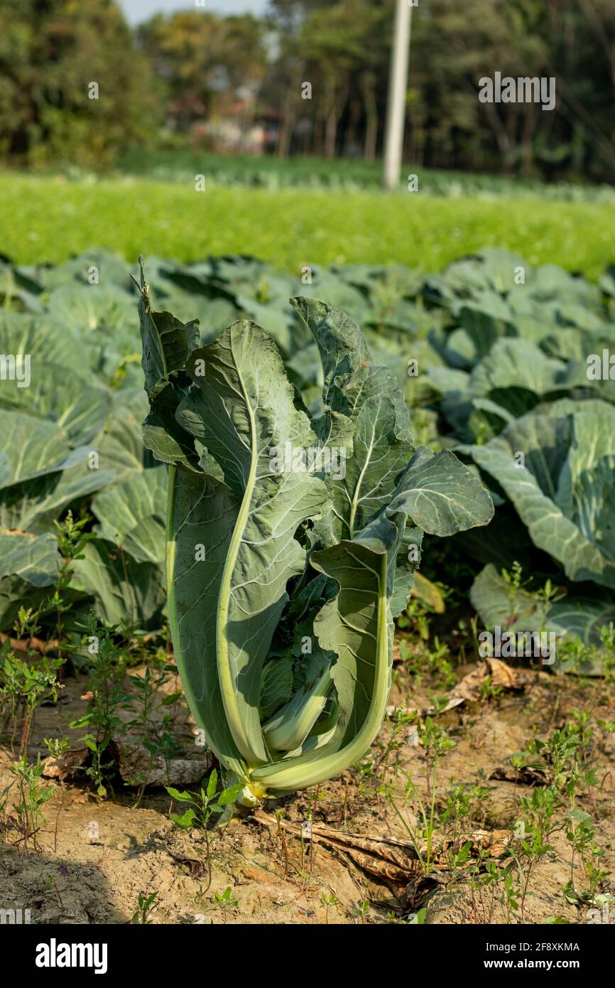 Grow top-notch cabbage plants with quality cabbage seeds that produce ...
