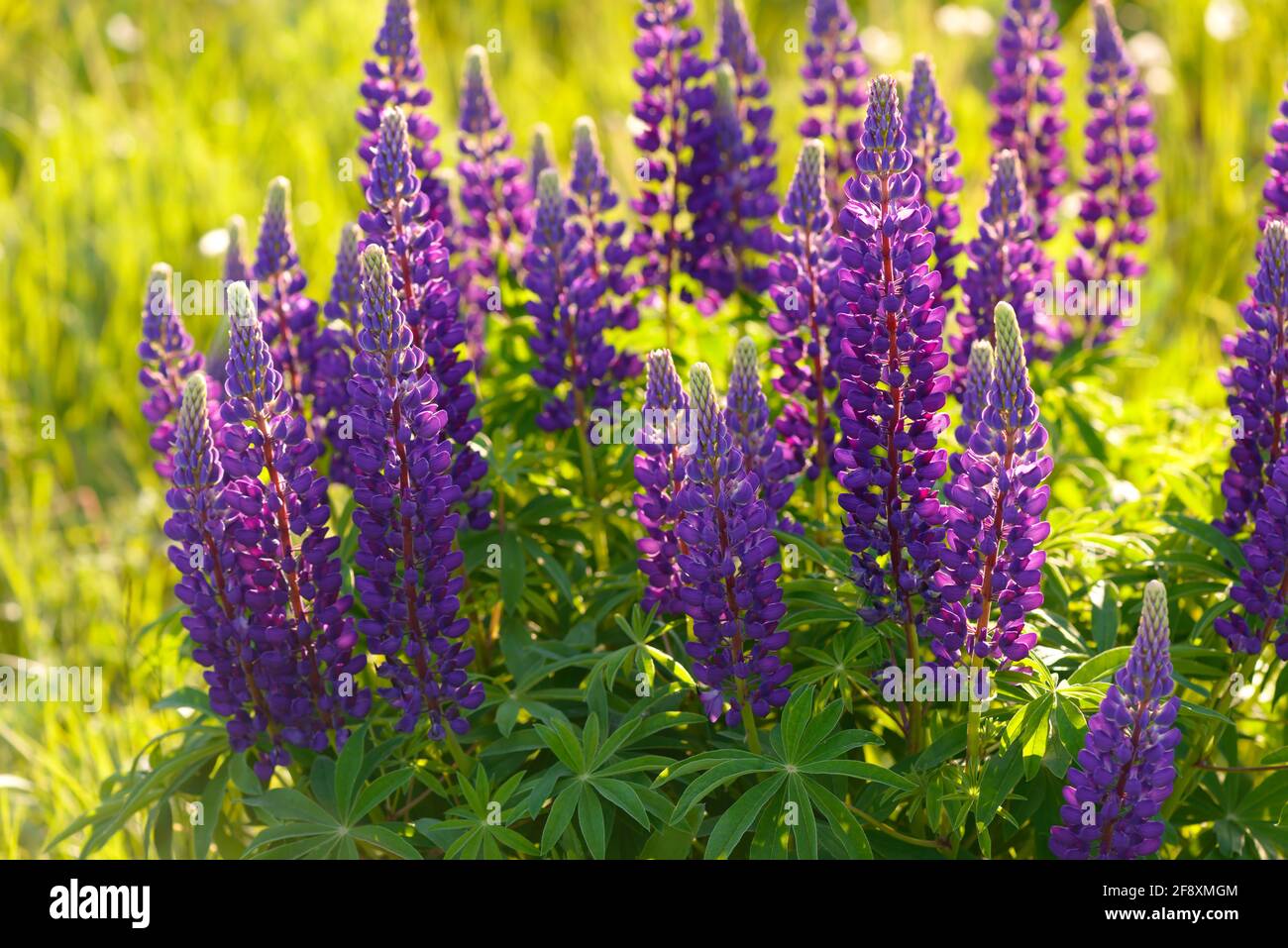 Field blooming lupine flowers lupinus hi-res stock photography and ...