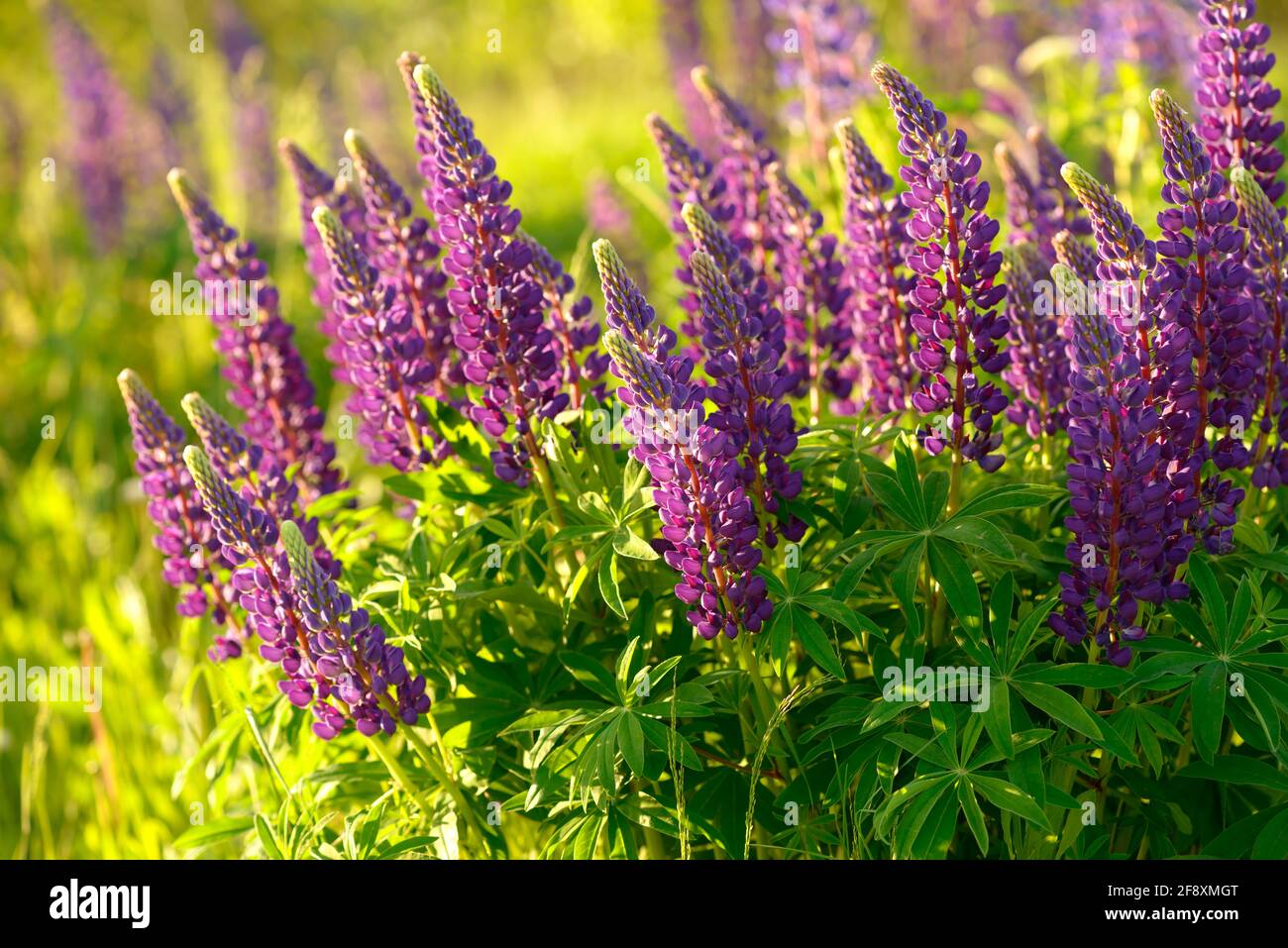 Lupinus, lupin, lupine field with pink purple and blue flowers. Bunch ...