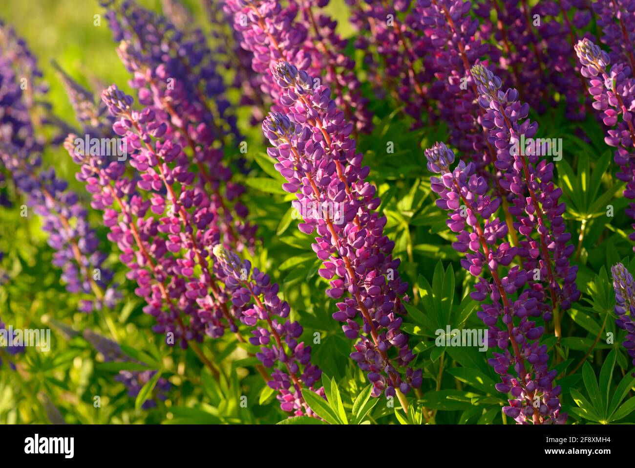 Lupinus, lupin, lupine field with pink purple and blue flowers. Bunch ...