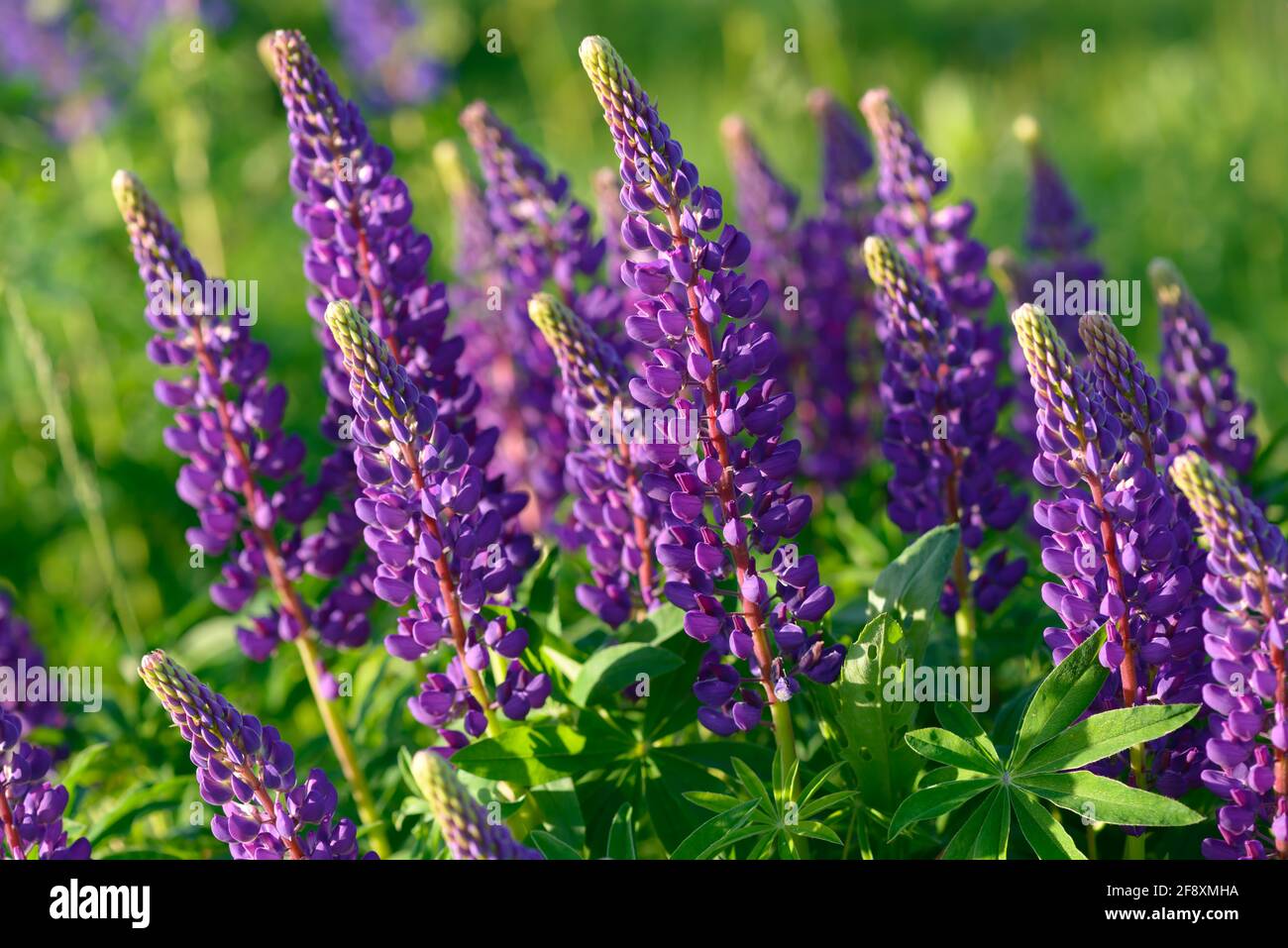Field blooming lupine flowers lupinus hi-res stock photography and ...