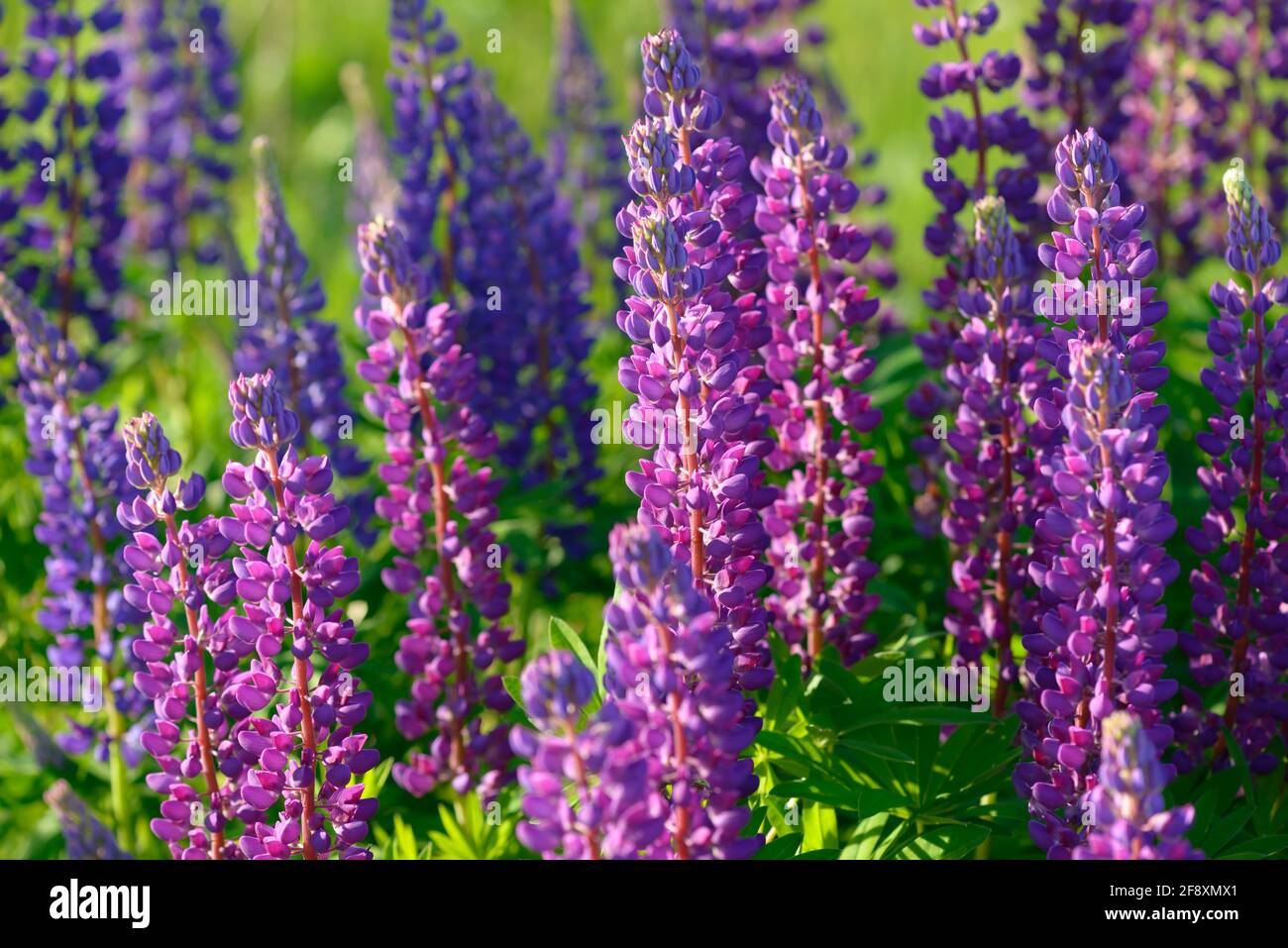 Field blooming lupine flowers lupinus hi-res stock photography and ...