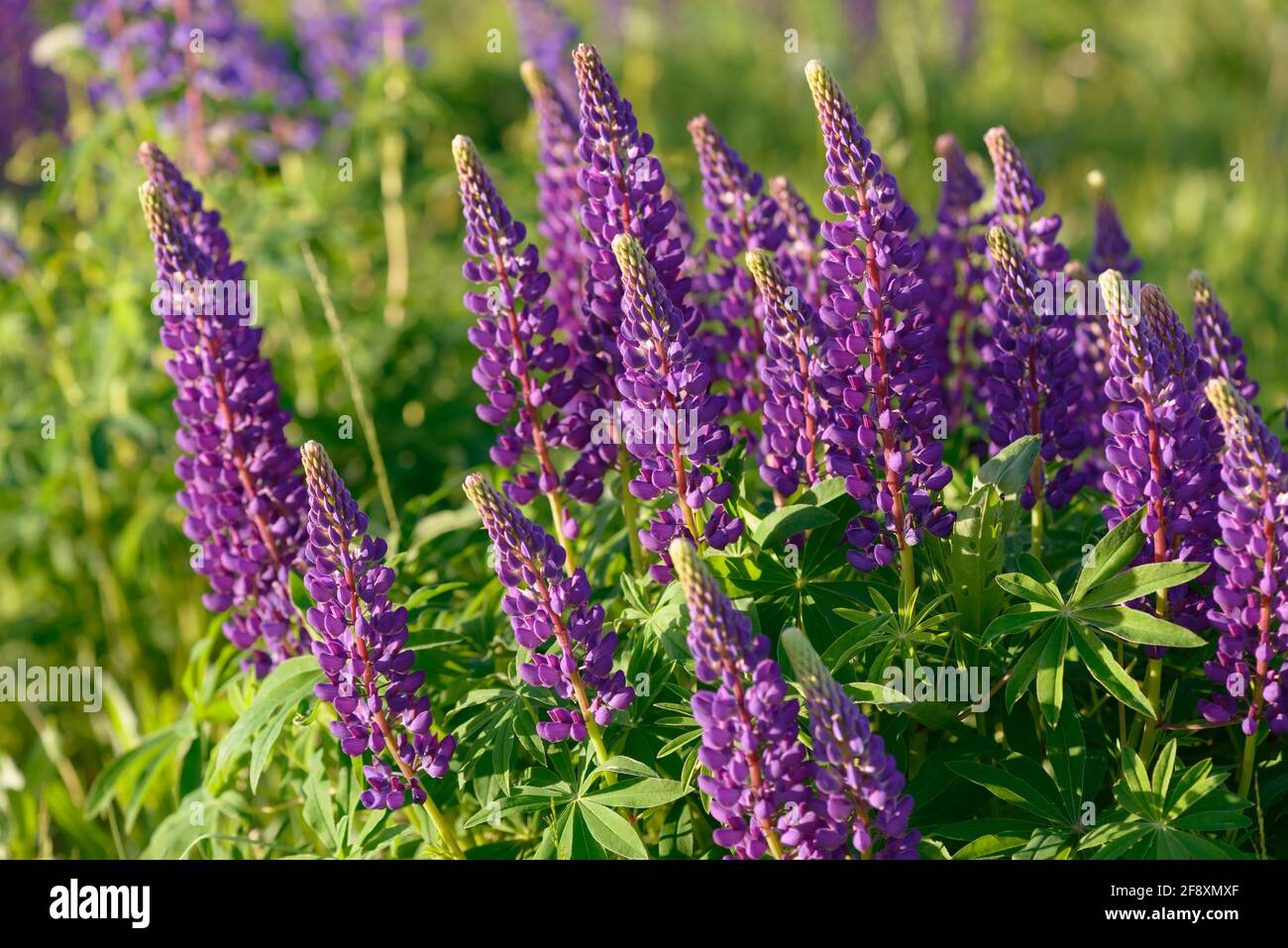 Field blooming lupine flowers lupinus hi-res stock photography and ...