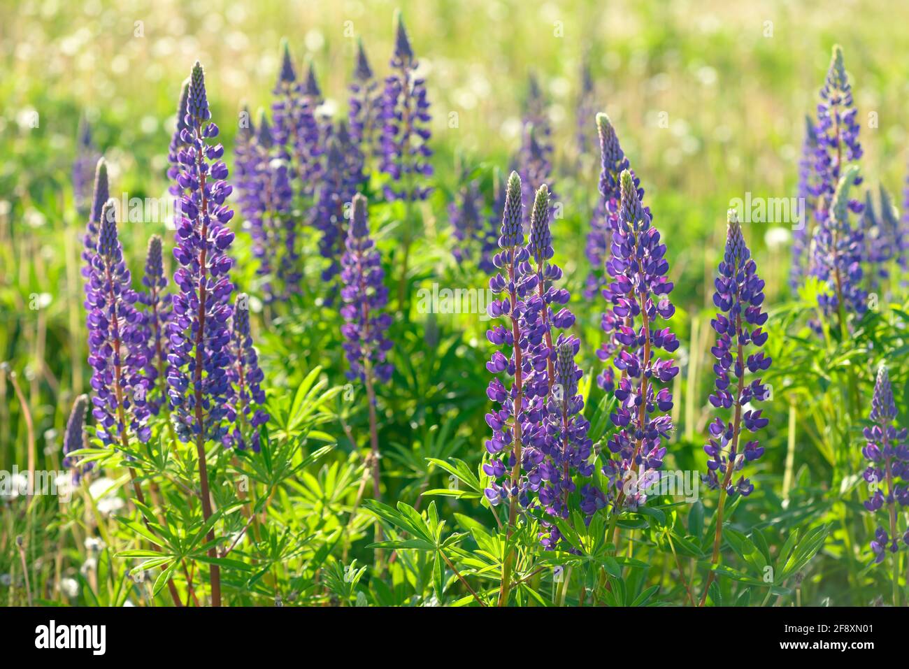 Lupinus, lupin, lupine field with pink purple and blue flowers. Bunch ...