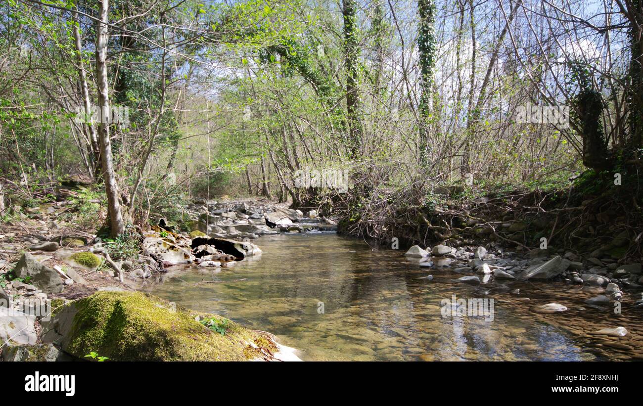 Stream flowing through the forest in early spring Keywords Stock Photo ...