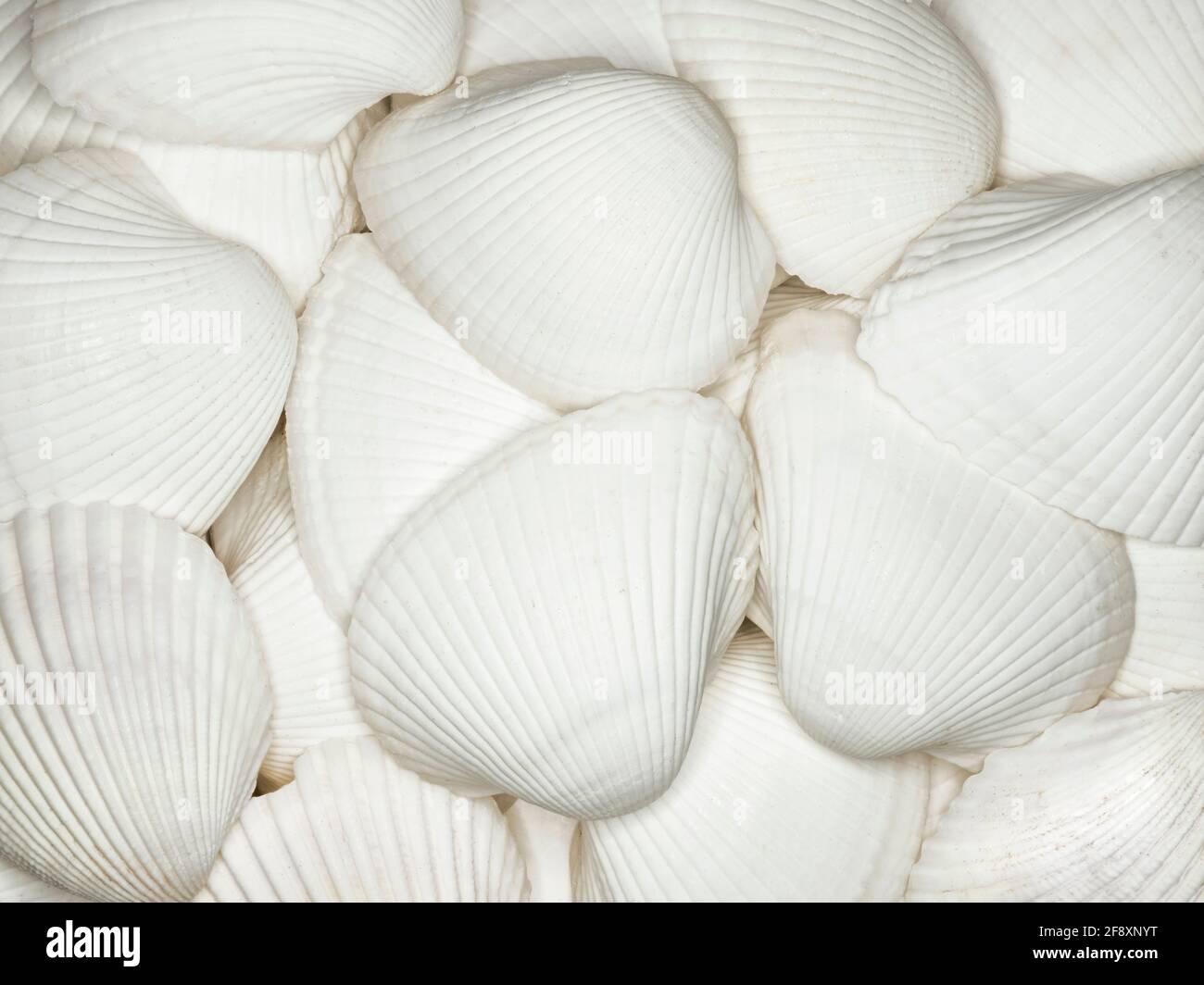 White seashells hi-res stock photography and images - Alamy