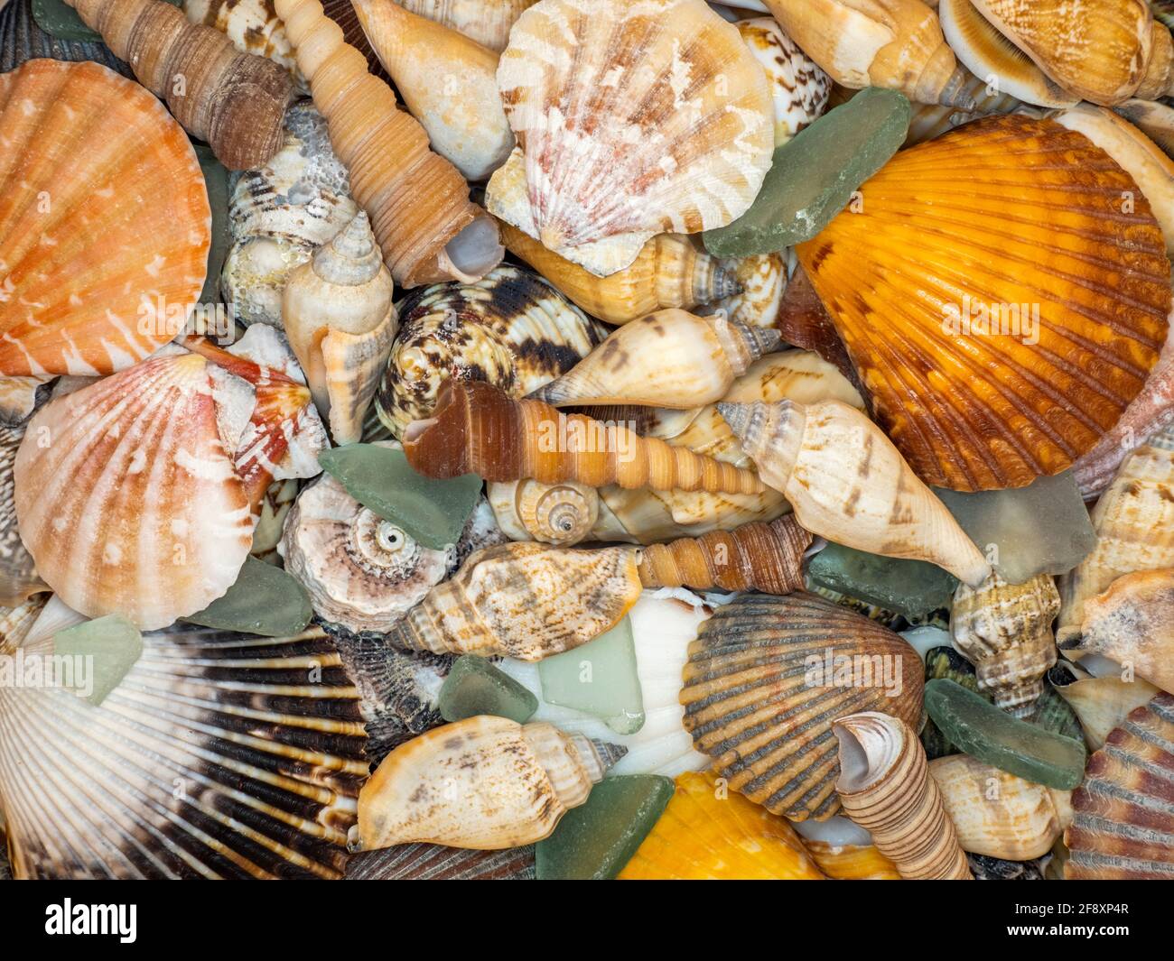 Various shell hi-res stock photography and images - Alamy