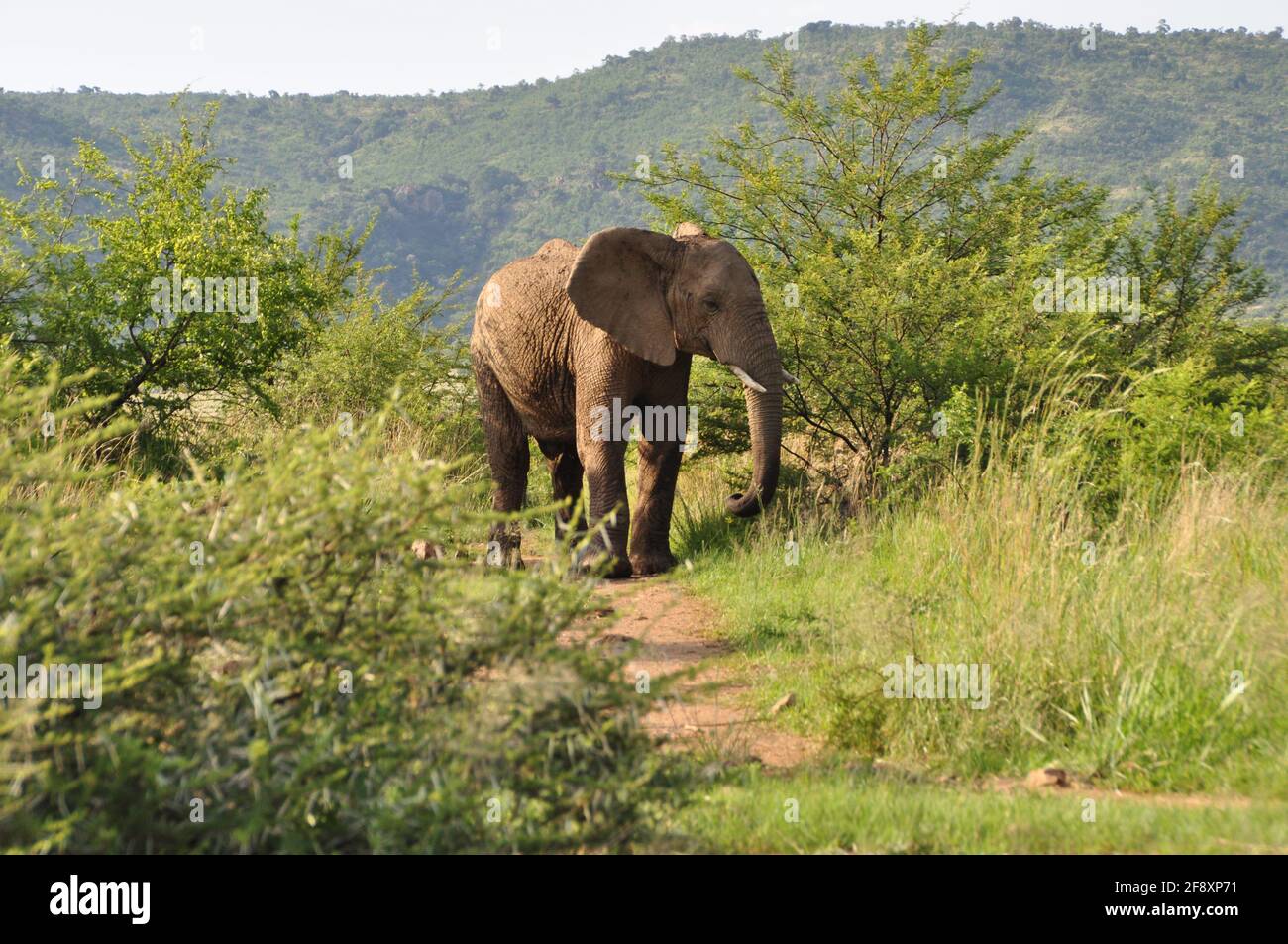 One elephant hi-res stock photography and images - Alamy