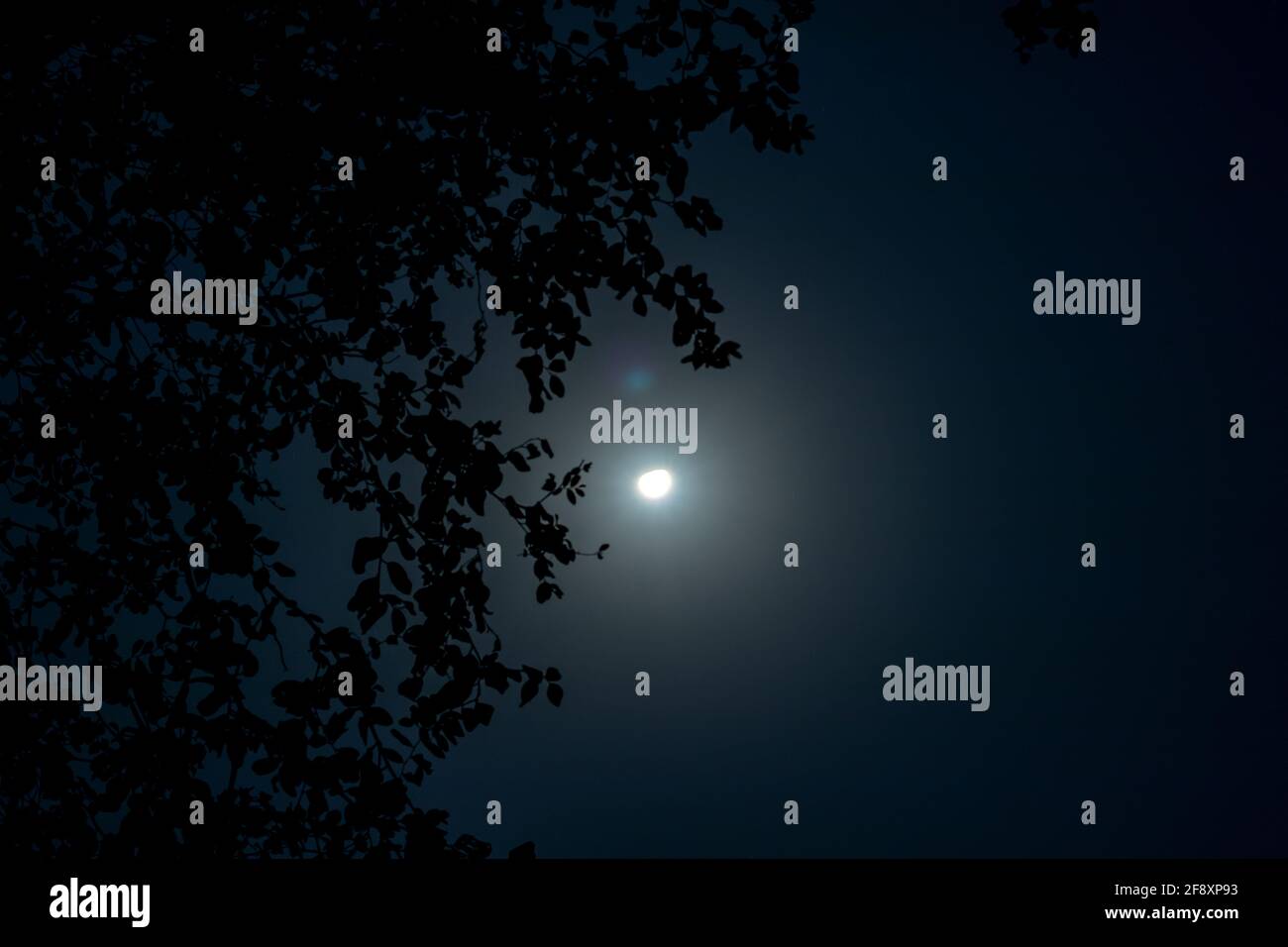 Full moon night in jungle hi-res stock photography and images - Alamy